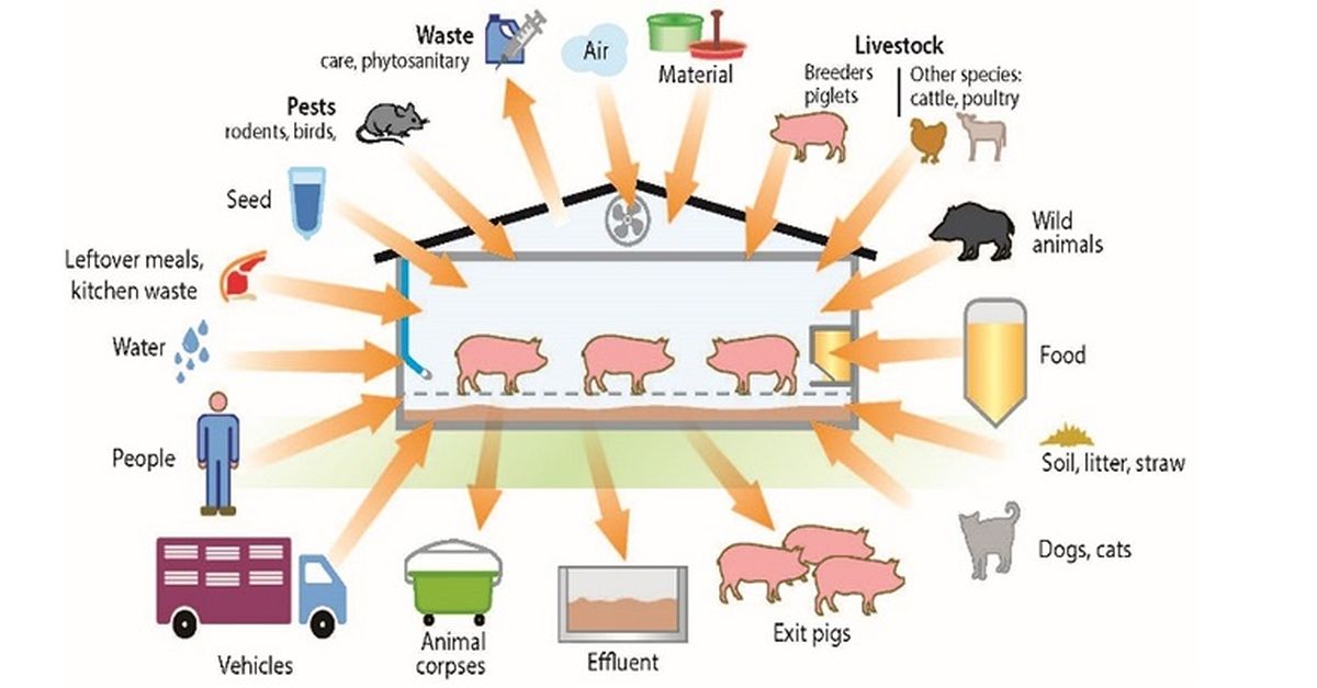 Biosecurity: What It Is and Why It Matters | Huvepharma