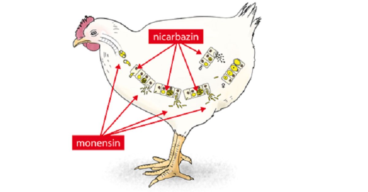 3 Reasons to Use Monimax® to Control Coccidiosis in Your Flock | Huvepharma