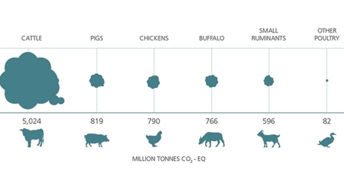 The Environmental Impact Of Pig Production | Huvepharma