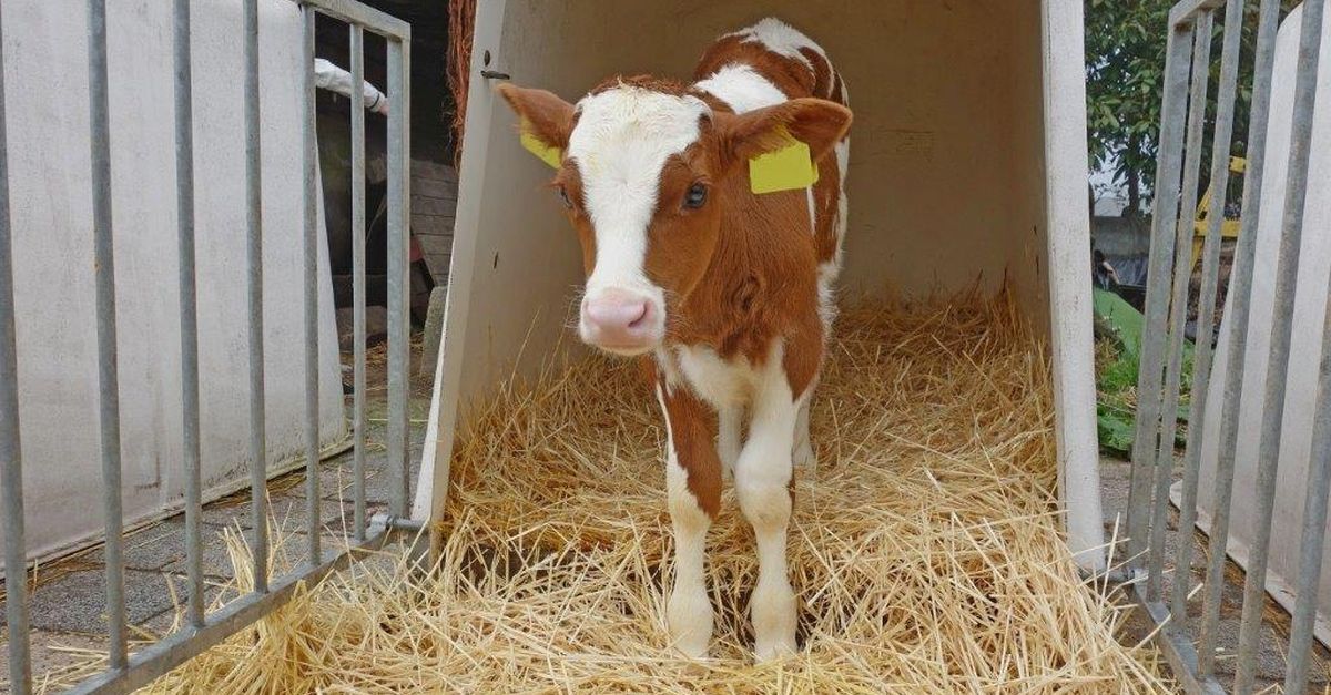 Controlling Calf Diarrhea with Parofor® | Huvepharma