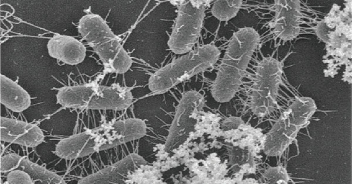 Biofilms: Innovative Ways to Eliminate these Bacteria Under Cover ...