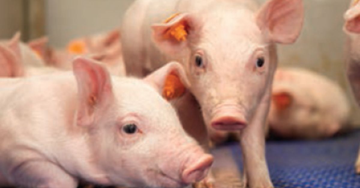 Probiotics in Pig Production: Searching for the Gold Standard | Huvepharma