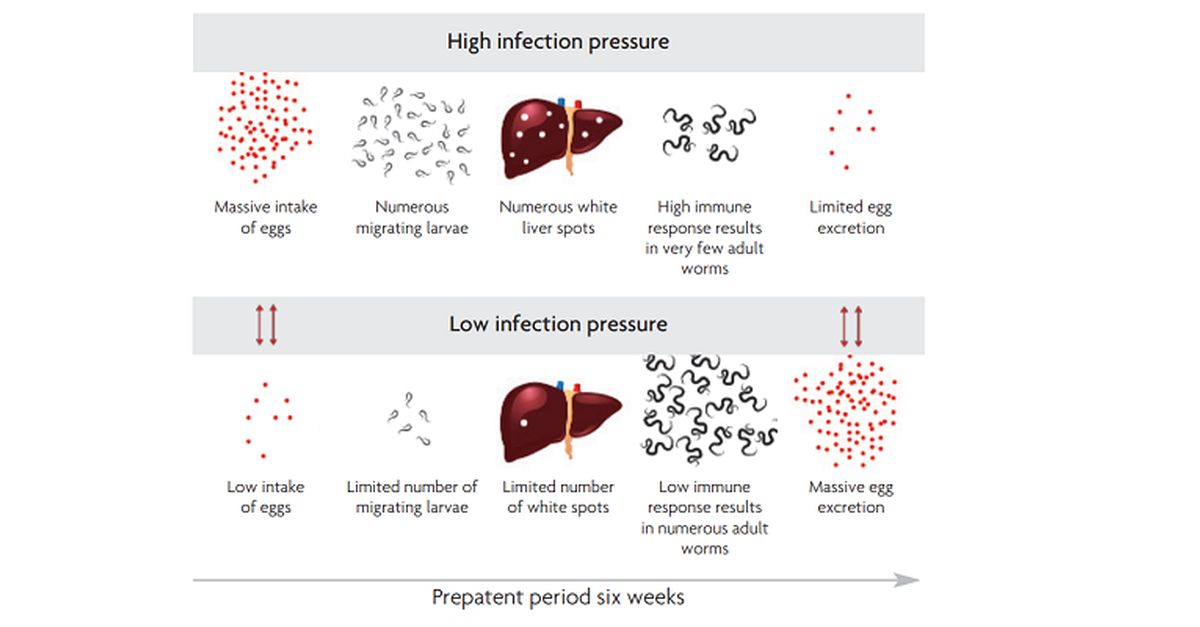 Understanding the Paradox of Worm Infections in Pigs | Huvepharma