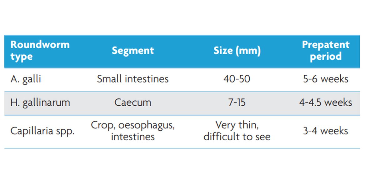 Successful Management of Roundworm Infections in Chickens | Huvepharma