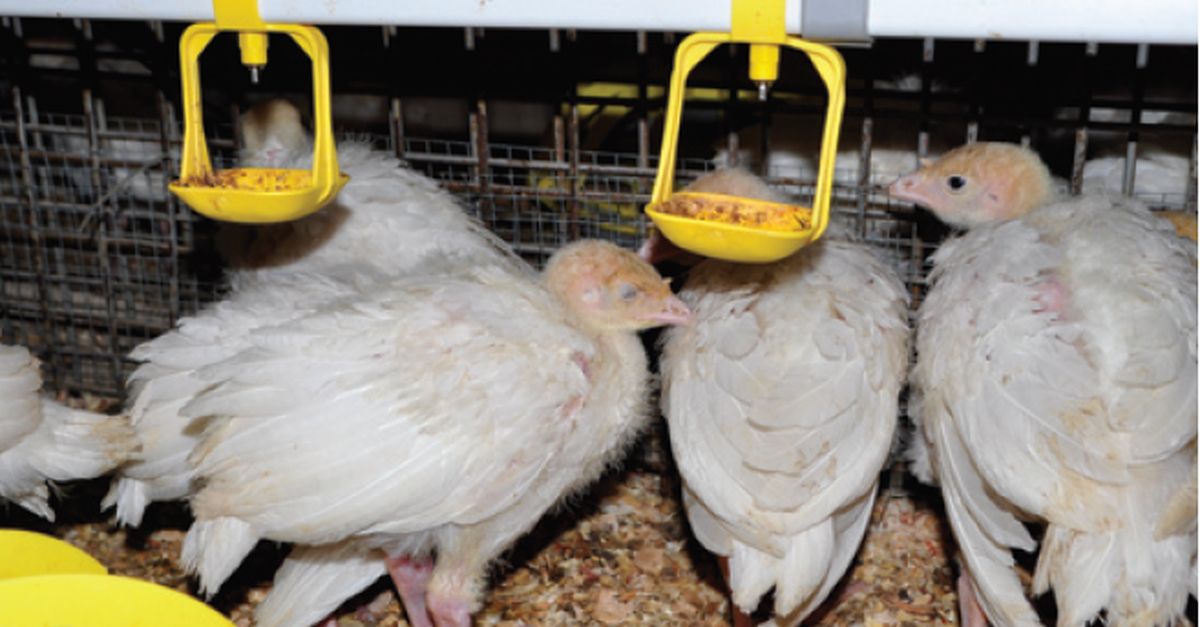 Histomoniasis in Turkeys and Chickens: Prevention and Treatment ...