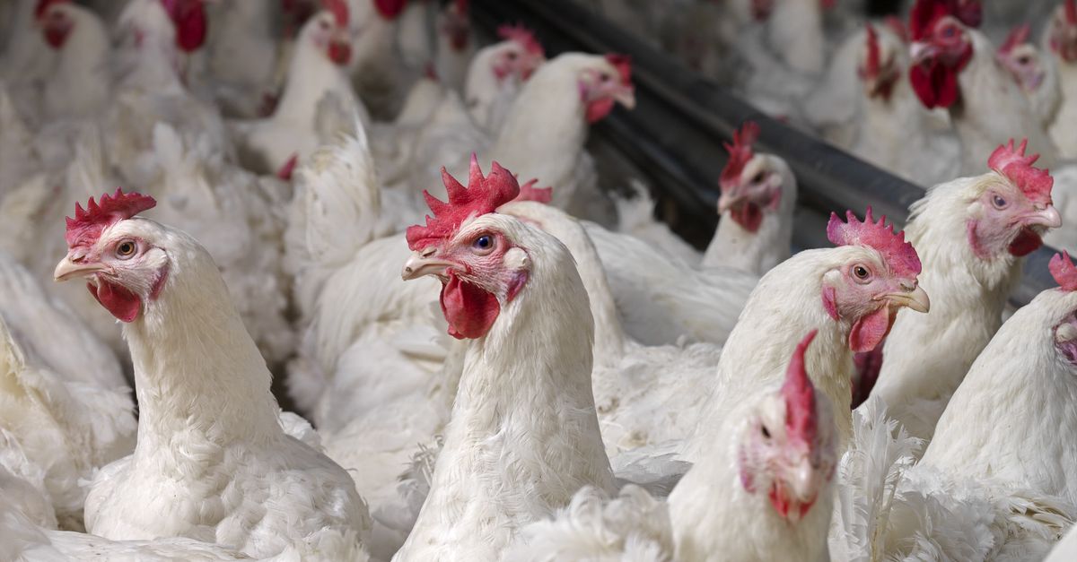 Prebiotic Effects of Enzymes Benefit the Gut Health of Broilers ...