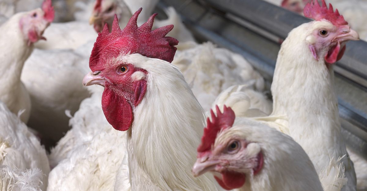 Bio D® and Broiler Breeders: Supporting High-Performance Animals in ...