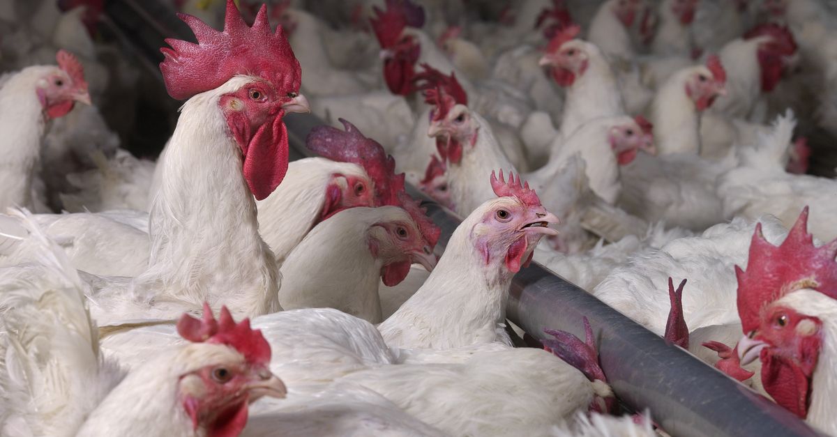 Evaluation of the Efficacy of Two Coccidiostat Combination Products in ...