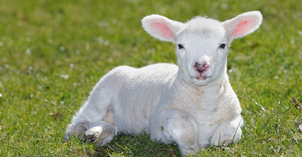 cryptosporidium sheep