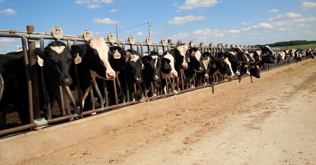 Improving Fibre Digestion In Dairy Cows During Periods Of Heat Stress ...