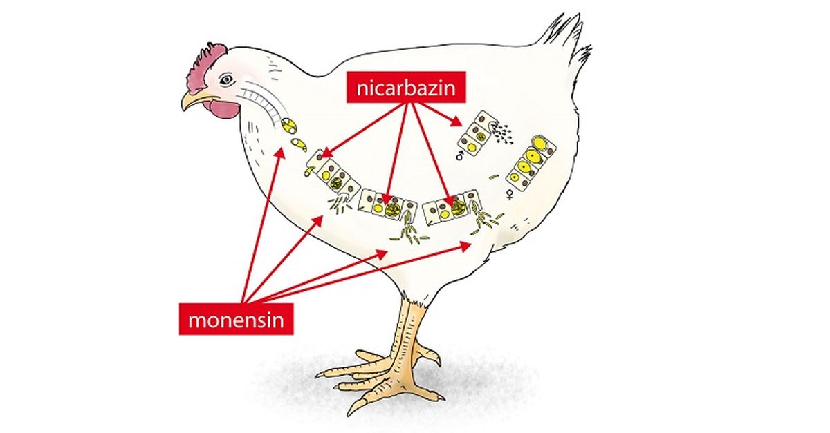 Monimax® - Efficacy and Performance | Huvepharma