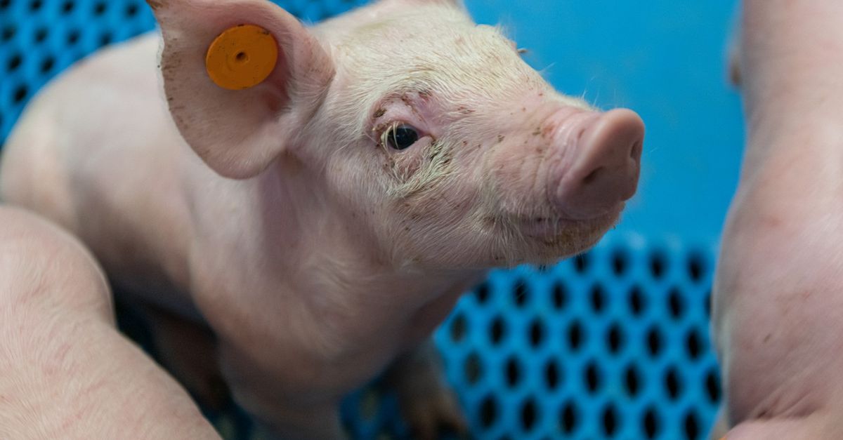 Probiotics For Extra Support For Piglets Around Weaning | Huvepharma