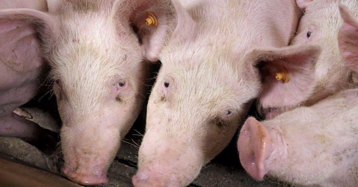 Supporting Animal Welfare in Pigs with Sedoline® Powder | Huvepharma