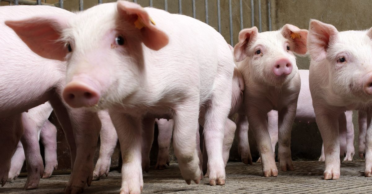 Evaluating Non-Steroidal Anti-Inflammatory Drugs For Oral Use In Pigs ...