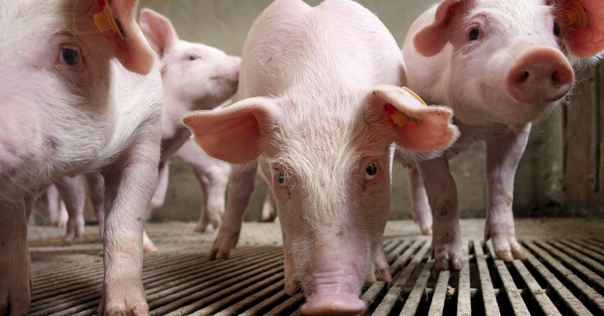 Reasons To Use HydroTrim® Water Soluble For The Treatment Of Bacterial ...