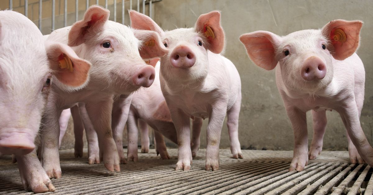 Added Value of NSP Degrading Enzymes in Pig Nutrition | Huvepharma