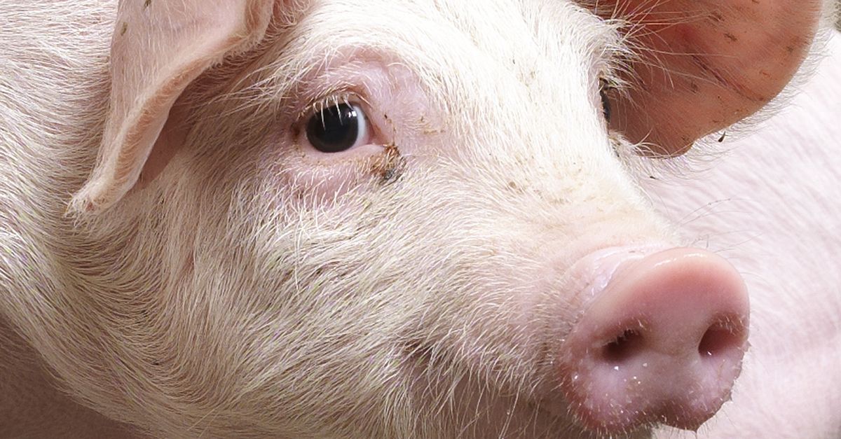 NSP Degrading Enzymes in Pig Nutrition: Beyond Fibre Breakdown | Huvepharma