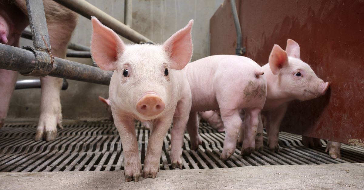 PK/PD and Clinical Relationships of Pharmasin® Water Soluble Granules ...