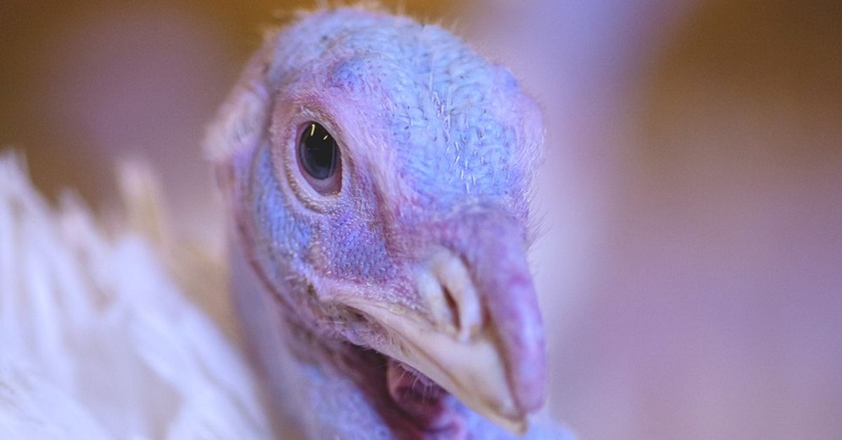 Are Probiotics Relevant in Modern Turkey Production? | Huvepharma