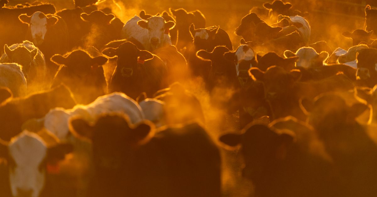 Tuloxxin® Injection - Application in Cattle | Huvepharma