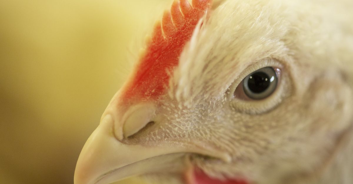 Sacox: Why Salinomycin Is The Gold Standard For Coccidiosis Control ...