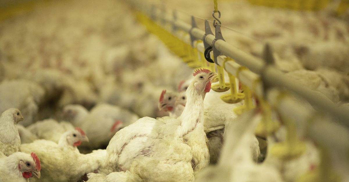 Sustainability and Poultry Production: An Inside Job | Huvepharma