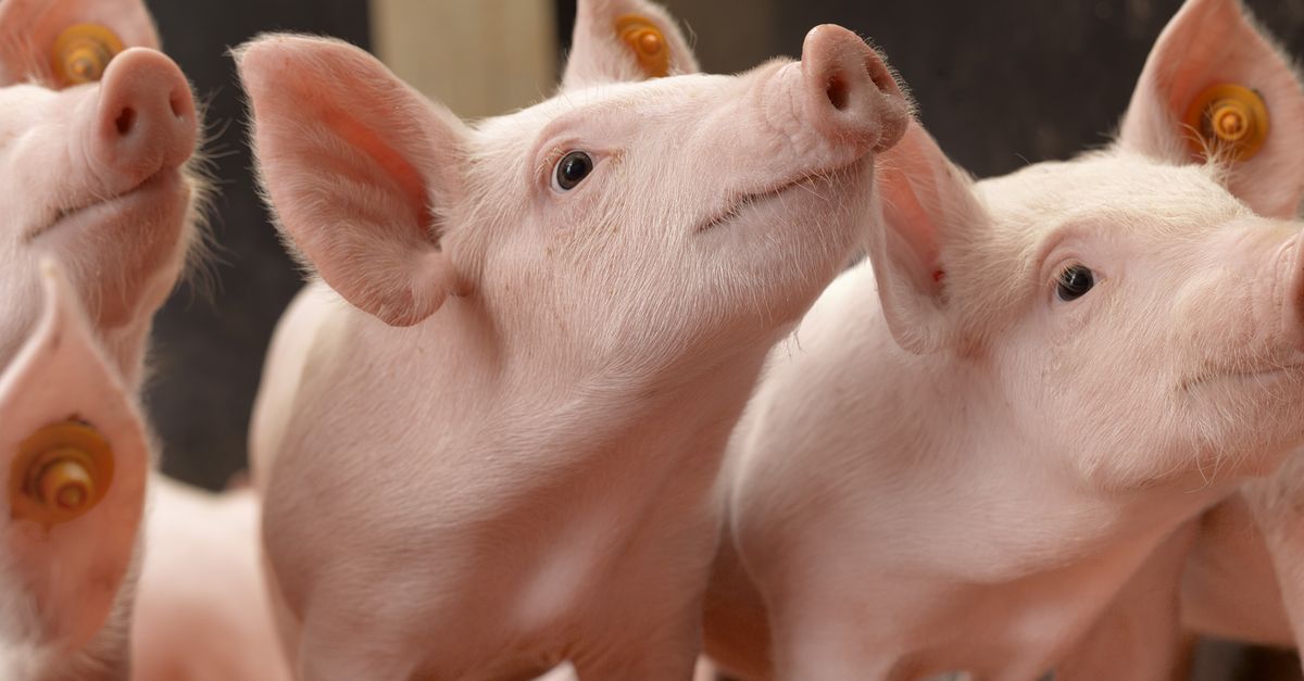 Probiotics and Butyrate: An Alternative Approach | Huvepharma
