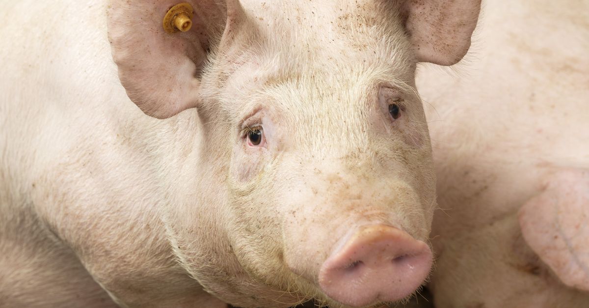 PK/PD and Clinical Relationships of Pharmasin® / Tylovet® Premix ...