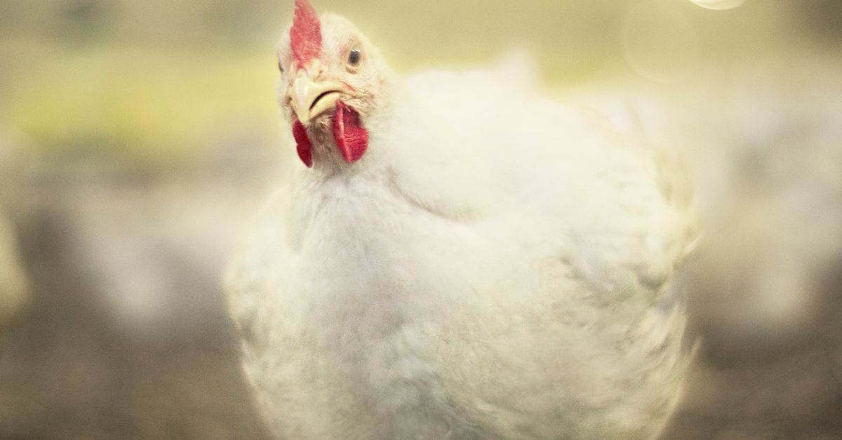 Evaluation of the Efficacy of Two Coccidiostat Combination Products in ...