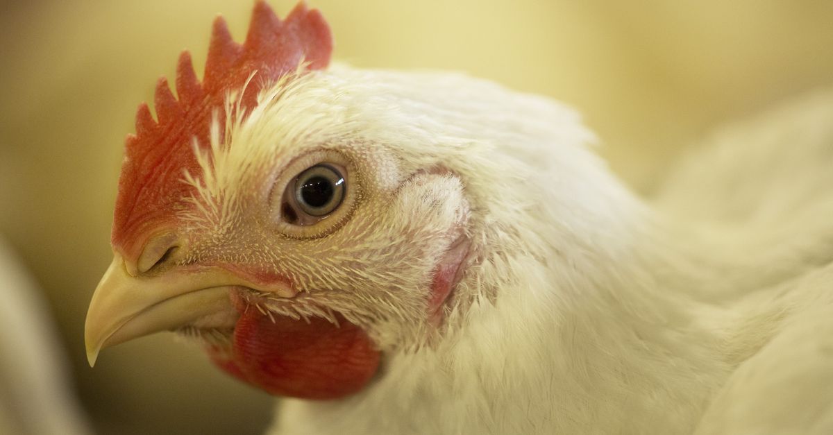 Aiming for Optimal Performance with NSP Degrading Enzymes | Huvepharma