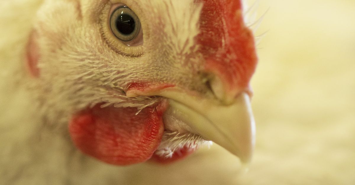 Probiotics as an Alternative for Antibiotics in Broiler Nutrition ...