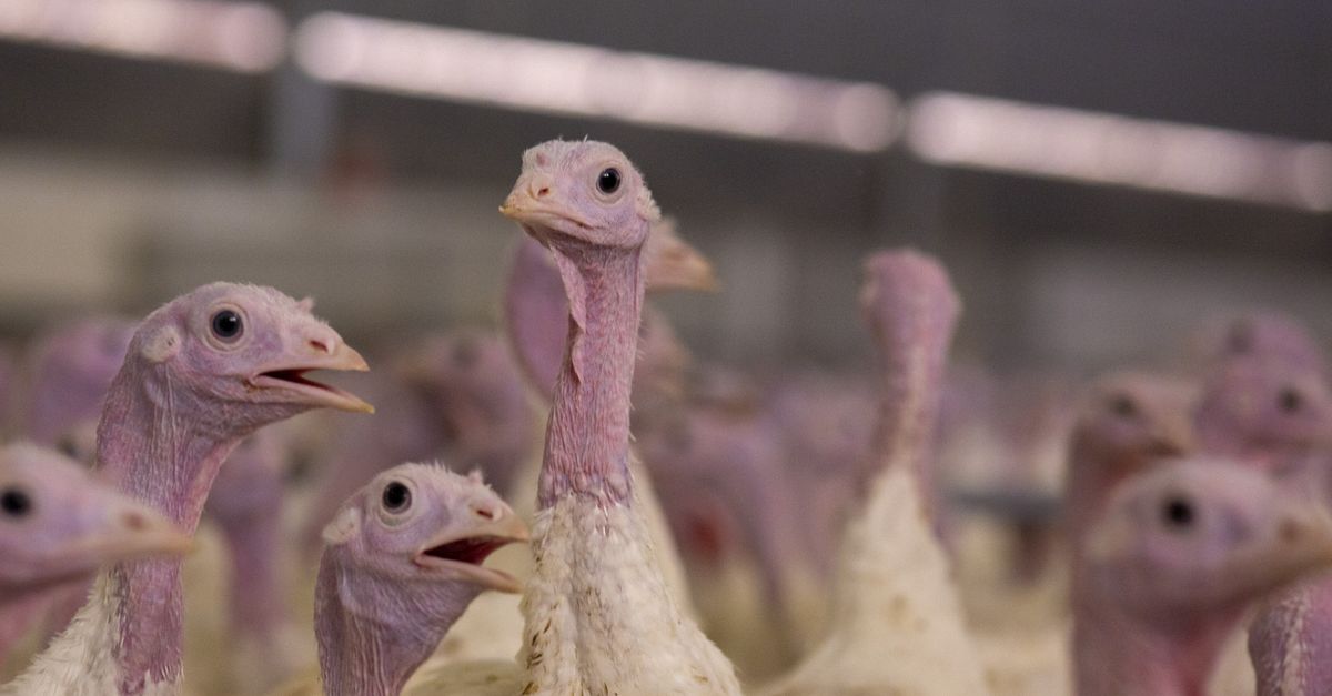 Robust Coccidiosis Control for Turkeys in Challenging Conditions ...