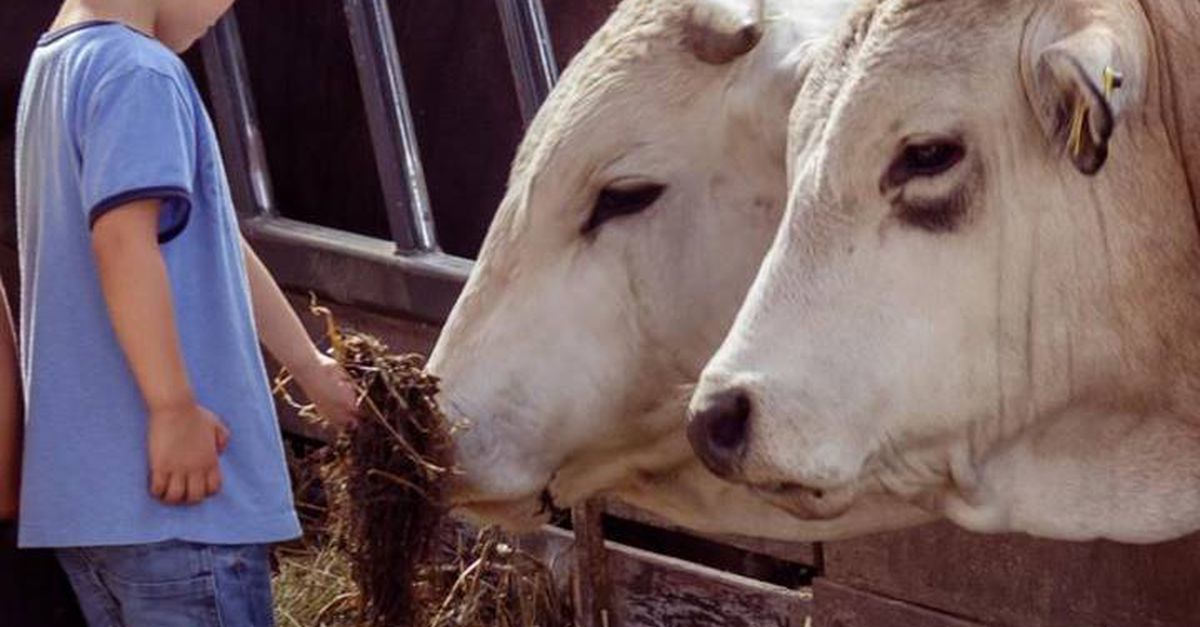 Monovet® Receives FDA Approval | Huvepharma