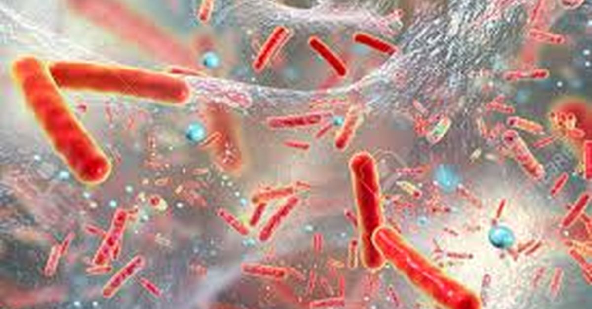 Biofilms: Bacteria Under Cover | Huvepharma