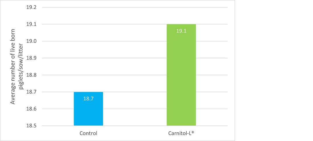 Carnitol-L: A Boost for Sow and Piglet Performance | Huvepharma