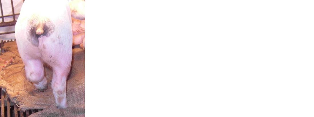 Mycoplasmal Arthritis in Pigs - The Disease | Huvepharma